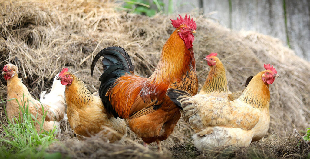 Galline: curiosità, descrizione e consigli sull'allevamento